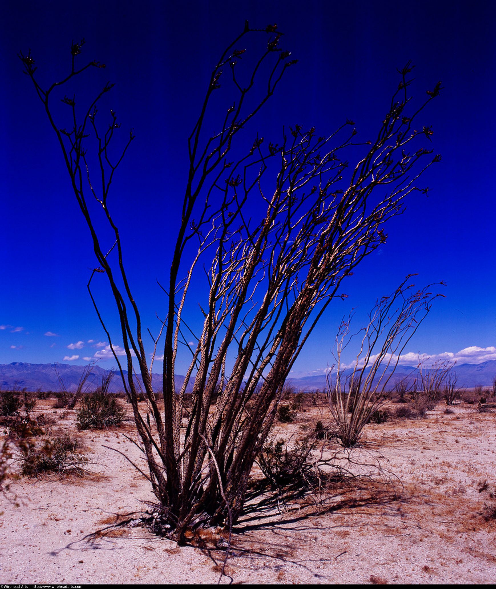 An Ocotillo